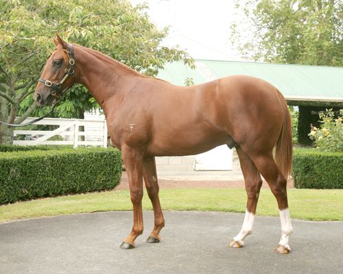 La Rocket Thoroughbred Horse Profile - Next Race, Form, Stats, News ...