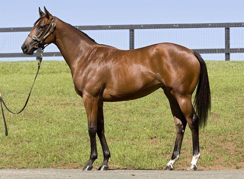 Dystopia Thoroughbred Horse Profile - Next Race, Form, Stats, News ...