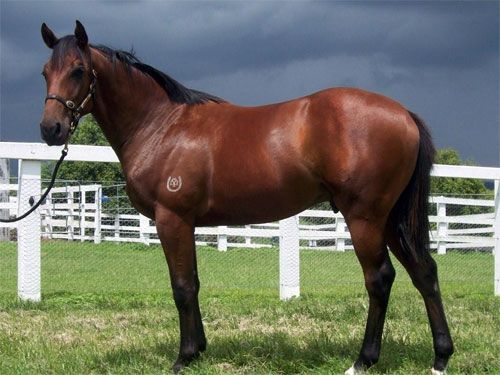 Rock Classic Thoroughbred Horse Profile - Next Race, Form, Stats, News ...