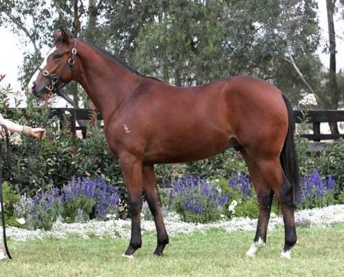 Flying Glory Thoroughbred Horse Profile - Next Race, Form, Stats, News ...