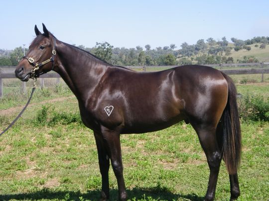 Tower Of Lonhro Thoroughbred Horse Profile - Next Race, Form, Stats ...