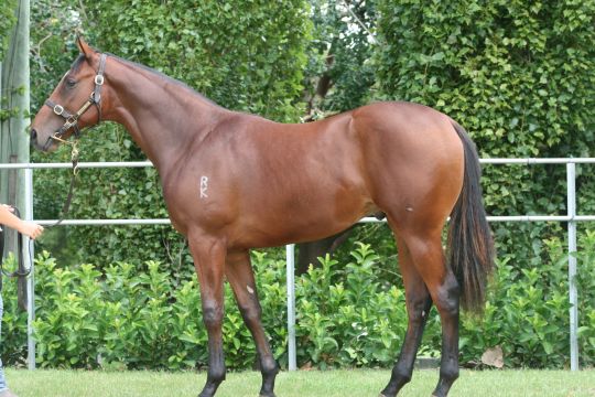 Zac Spirit Thoroughbred Horse Profile - Next Race, Form, Stats, News ...