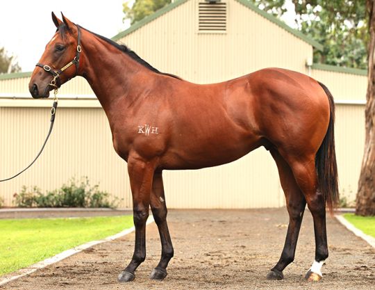 Emperor Max Thoroughbred Horse Profile - Next Race, Form, Stats, News ...