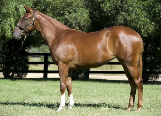 Flying Snitzel Thoroughbred Horse Profile - Next Race, Form, Stats ...