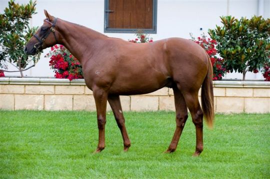 Vanilla Thoroughbred Horse Profile - Next Race, Form, Stats, News ...