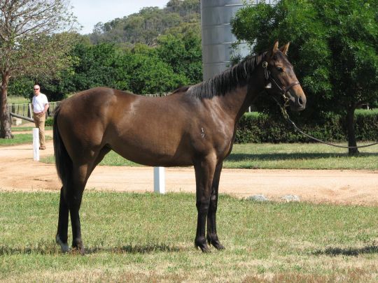 Vain Queen Thoroughbred Horse Profile - Next Race, Form, Stats, News ...