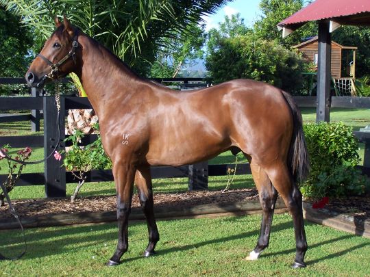 Triple Fortune Thoroughbred Horse Profile - Next Race, Form, Stats ...