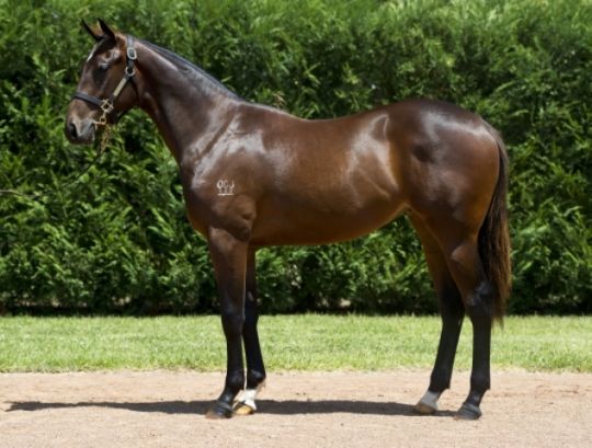 Pretty Uncanny Thoroughbred Horse Profile - Next Race, Form, Stats ...