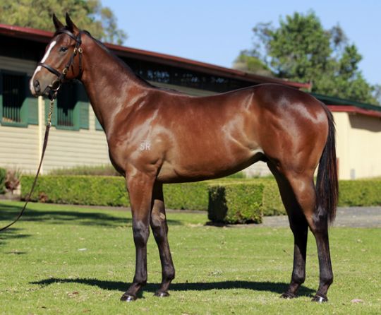 Marseille Roulette Thoroughbred Horse Profile - Next Race, Form, Stats ...