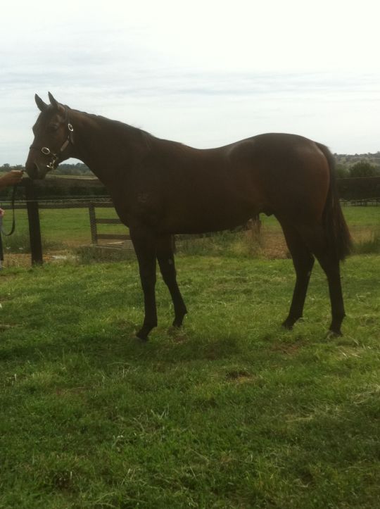 In Like Flynn Thoroughbred Horse Profile - Next Race, Form, Stats, News ...