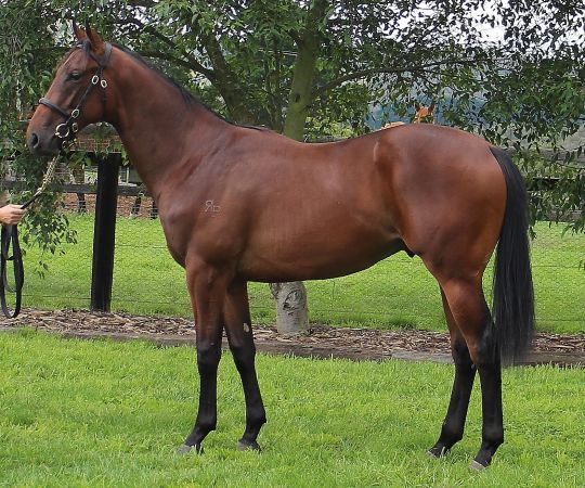 Granite Thoroughbred Horse Profile - Next Race, Form, Stats, News ...