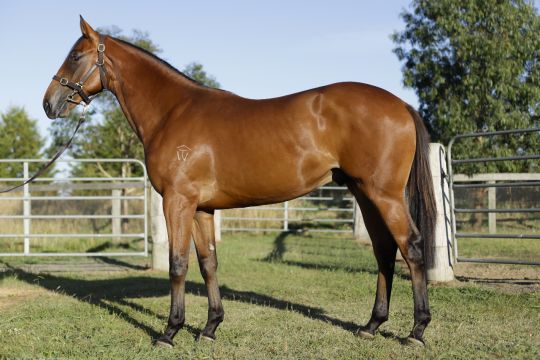 Mr One Eleven Thoroughbred Horse Profile - Next Race, Form, Stats, News ...