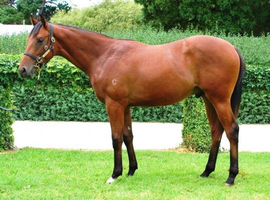 Gibraltar Boy Thoroughbred Horse Profile - Next Race, Form, Stats, News ...