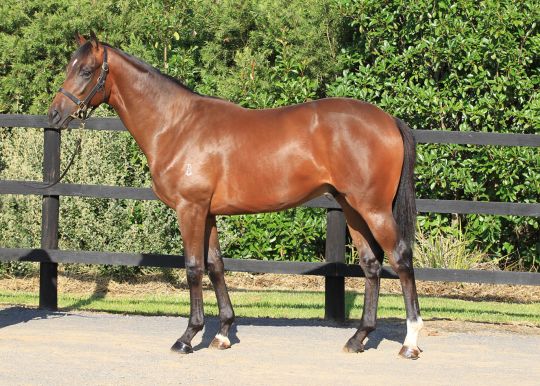 Excellent Rhythm Thoroughbred Horse Profile - Next Race, Form, Stats ...