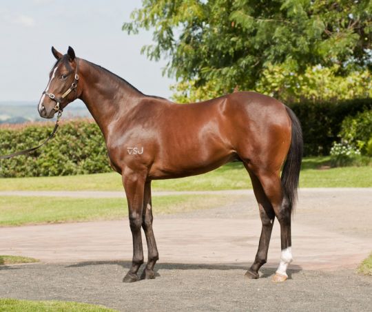 Atlante Thoroughbred Horse Profile - Next Race, Form, Stats, News ...