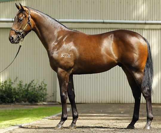 Dashing Fellow Thoroughbred Horse Profile - Next Race, Form, Stats ...