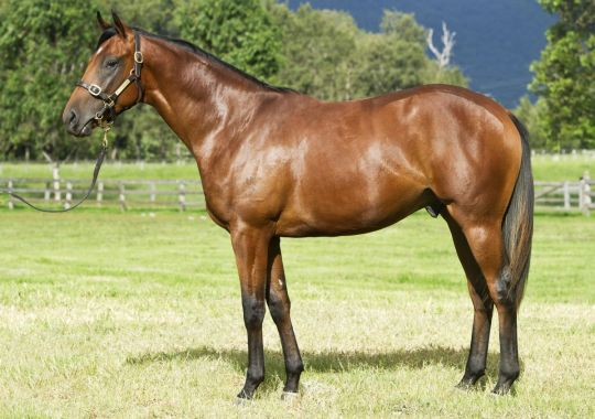 Lie Direct Thoroughbred Horse Profile - Next Race, Form, Stats, News ...