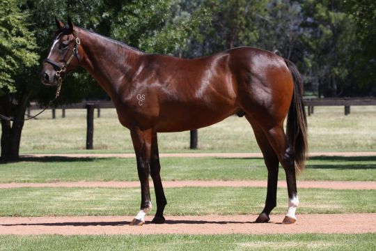 Wimbledon Thoroughbred Horse Profile - Next Race, Form, Stats, News ...