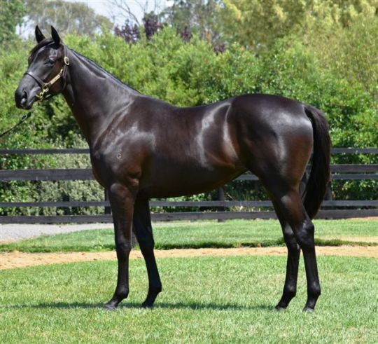 Fontein Ruby Thoroughbred Horse Profile - Next Race, Form, Stats, News ...