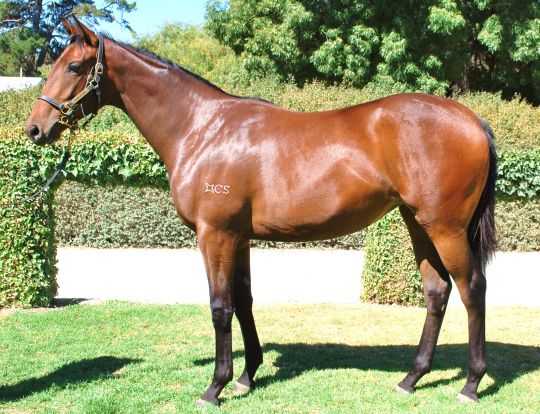 Erika Thoroughbred Horse Profile - Next Race, Form, Stats, News ...