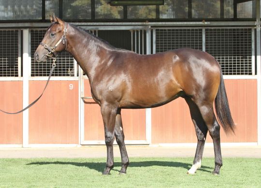 Supido Thoroughbred Horse Profile - Next Race, Form, Stats, News ...