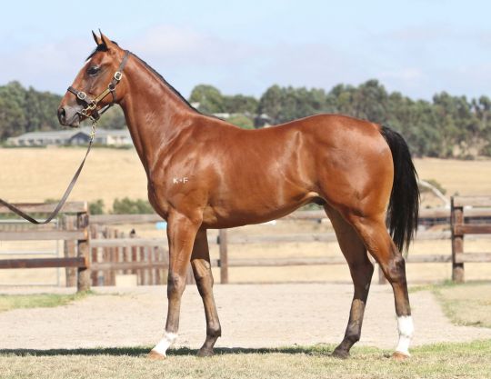 Eisenhower Thoroughbred Horse Profile - Next Race, Form, Stats, News ...