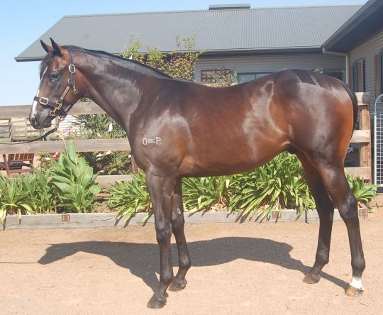 Black Mamba Thoroughbred Horse Profile - Next Race, Form, Stats, News ...