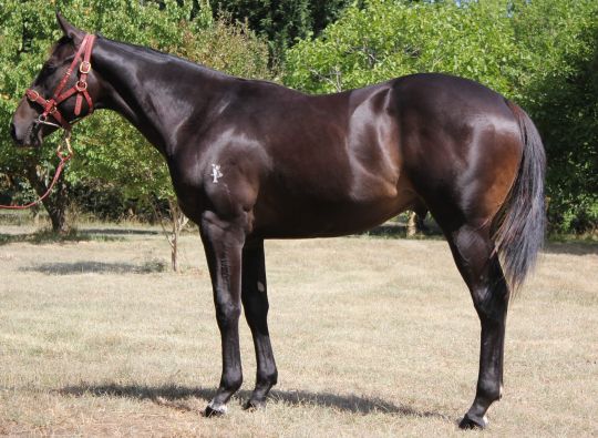Brazen Beau Thoroughbred Horse Profile - Next Race, Form, Stats, News ...