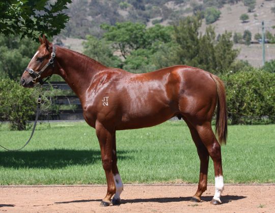 Windmill Lane Thoroughbred Horse Profile - Next Race, Form, Stats, News ...