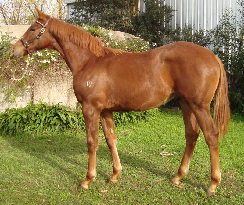Widgee Turf Thoroughbred Horse Profile - Next Race, Form, Stats, News ...
