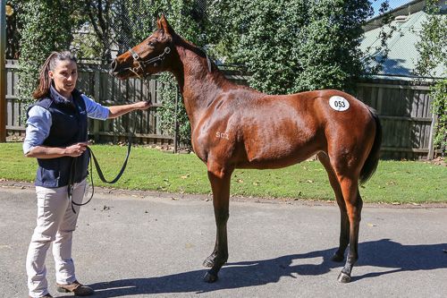 Bennelong Dancer Thoroughbred Horse Profile - Next Race, Form, Stats ...