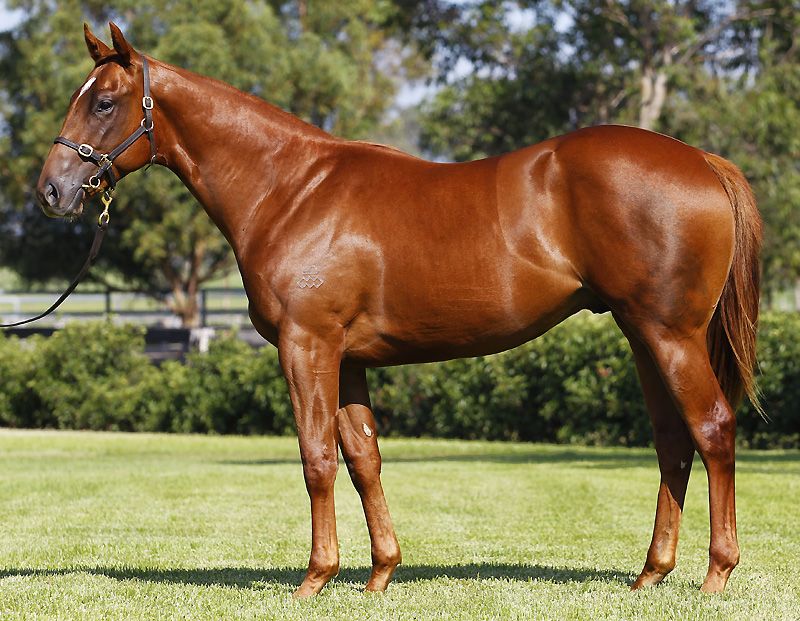 Sooboog Thoroughbred Horse Profile - Next Race, Form, Stats, News ...