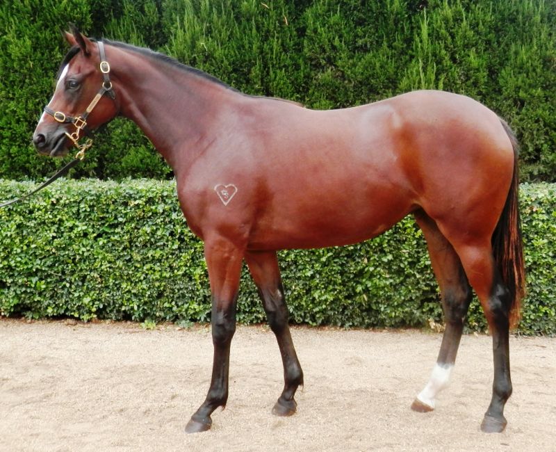 The Kipling Girl Thoroughbred Horse Profile - Next Race, Form, Stats ...