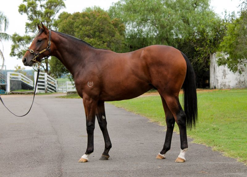 Metallic Crown Thoroughbred Horse Profile - Next Race, Form, Stats ...