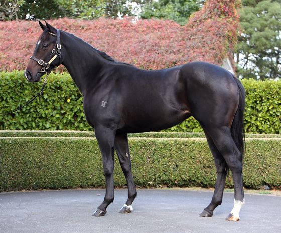 Kimblewick Thoroughbred Horse Profile - Next Race, Form, Stats, News ...