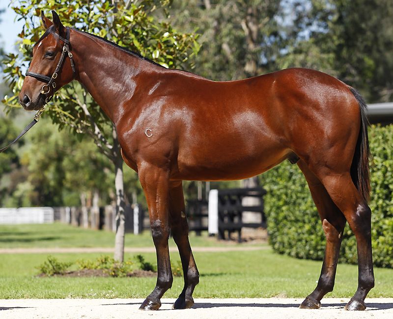 Thunder Stomp Thoroughbred Horse Profile - Next Race, Form, Stats, News ...