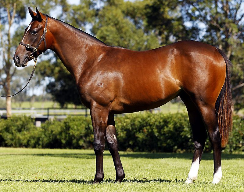 Victory Machine Thoroughbred Horse Profile - Next Race, Form, Stats ...