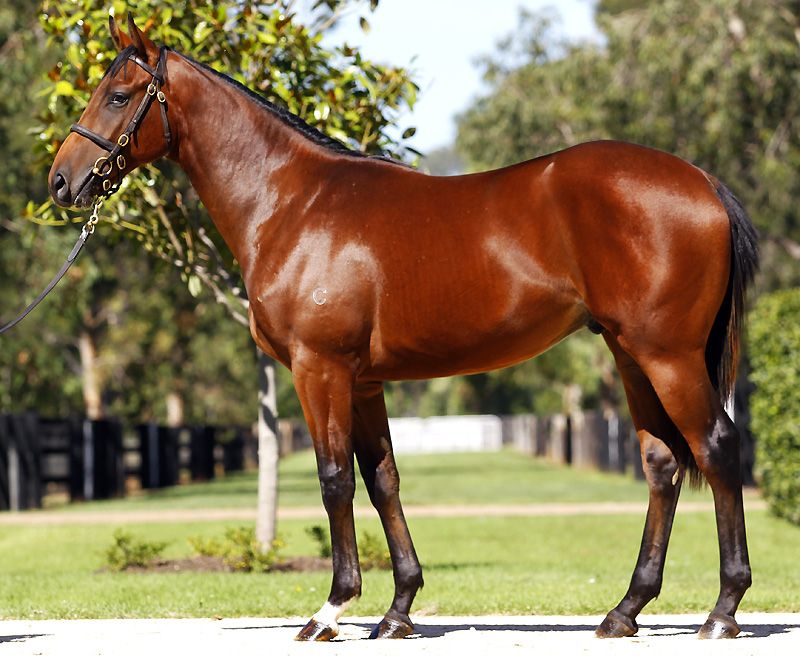 Elite Excalibur Thoroughbred Horse Profile - Next Race, Form, Stats ...