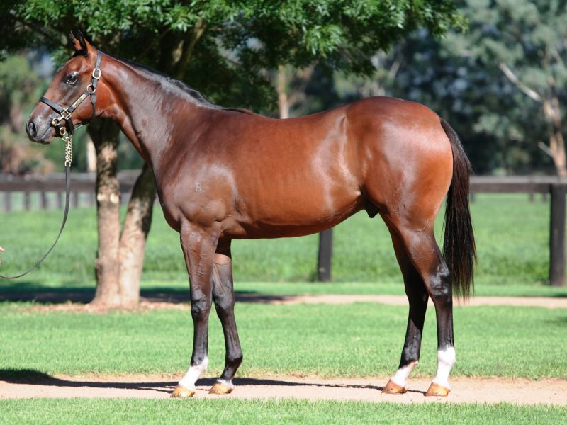 Well Sprung Thoroughbred Horse Profile - Next Race, Form, Stats, News ...