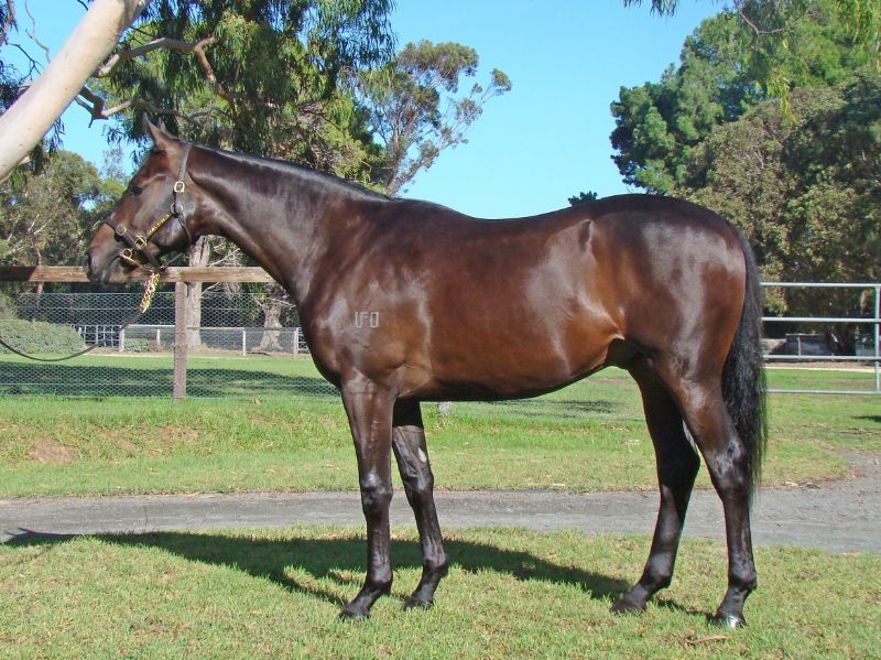 Chicago Stomp Thoroughbred Horse Profile - Next Race, Form, Stats, News ...