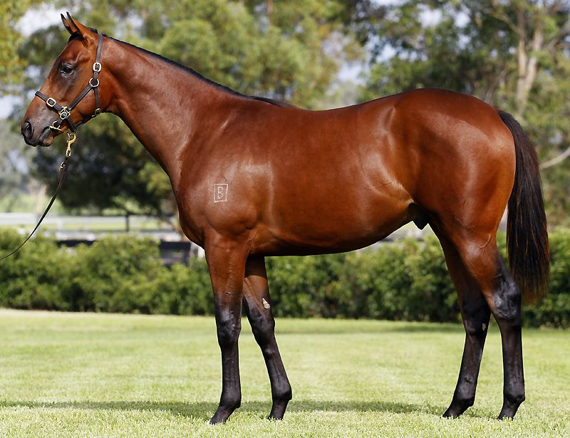 No Doubt Thoroughbred Horse Profile - Next Race, Form, Stats, News ...