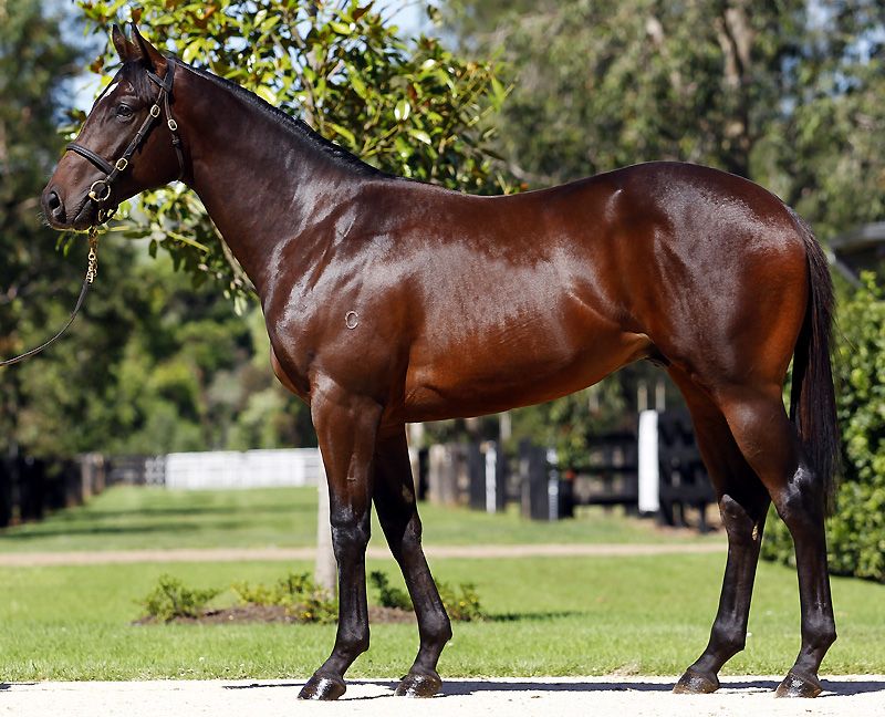 Grand Cross Thoroughbred Horse Profile - Next Race, Form, Stats, News ...