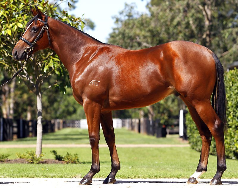 Our Hero Thoroughbred Horse Profile - Next Race, Form, Stats, News ...