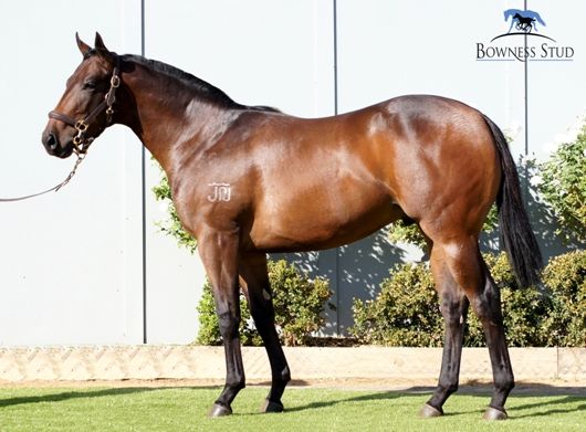 Frogmarch Thoroughbred Horse Profile - Next Race, Form, Stats, News ...