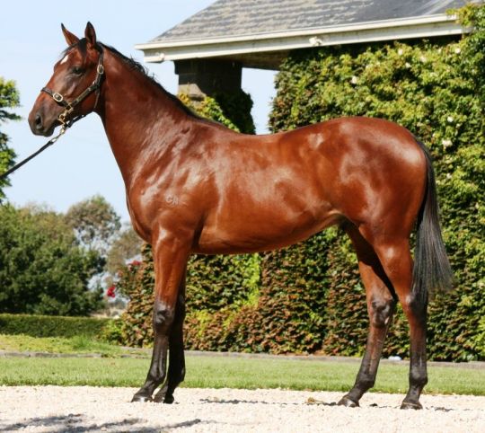 Santa Ana Lane Thoroughbred Horse Profile - Next Race, Form, Stats ...