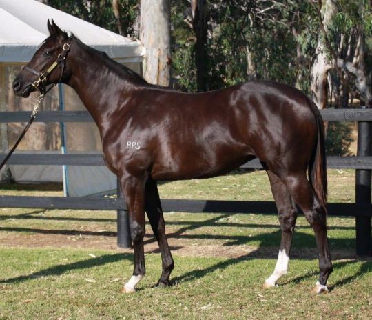 Lazumba Thoroughbred Horse Profile - Next Race, Form, Stats, News ...