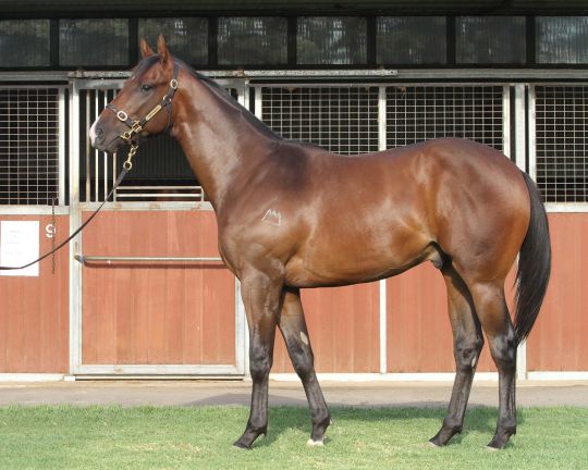 Superten Thoroughbred Horse Profile - Next Race, Form, Stats, News ...