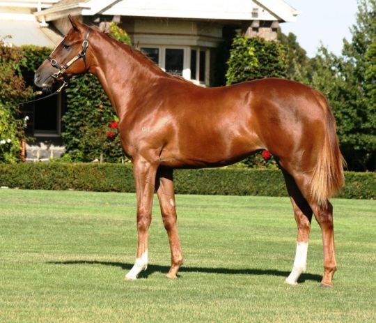 Crafty Devil Thoroughbred Horse Profile - Next Race, Form, Stats, News ...