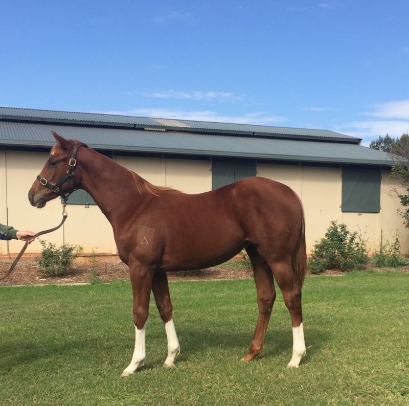 Pompon Thoroughbred Horse Profile - Next Race, Form, Stats, News ...