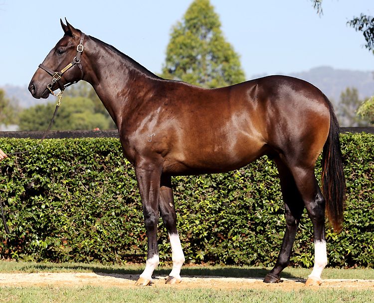 Calanda Thoroughbred Horse Profile - Next Race, Form, Stats, News ...
